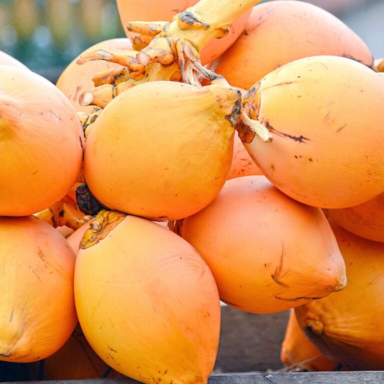 Sri Lankan King Coconut & Tender Coconut Supplier
